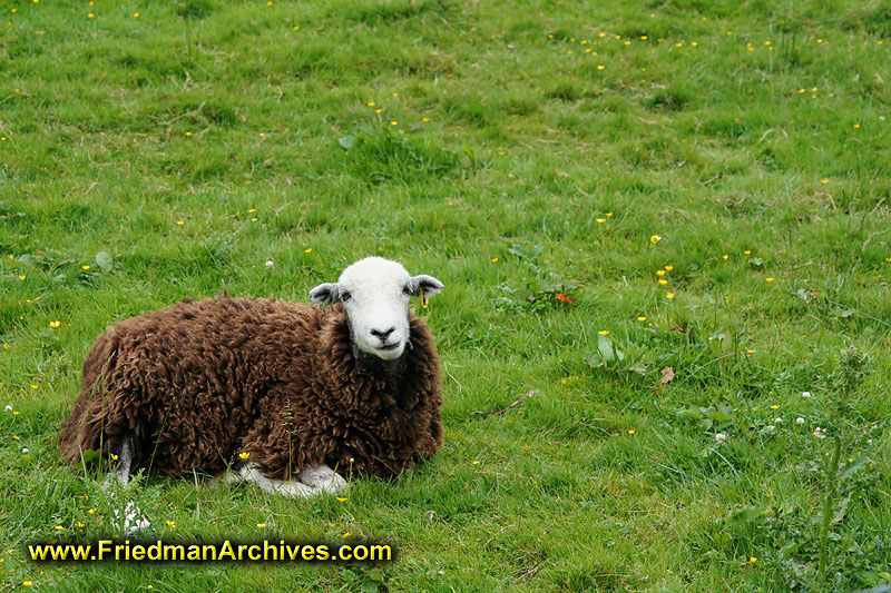 Chernobyl Sheep 2